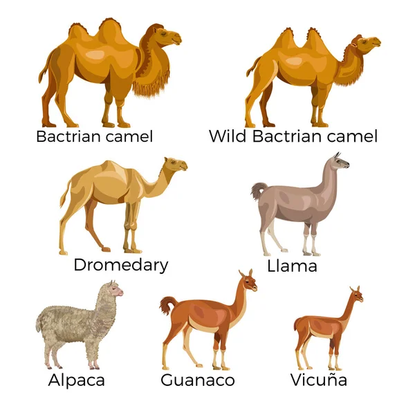 Camelid Vector Art Stock Images | Depositphotos