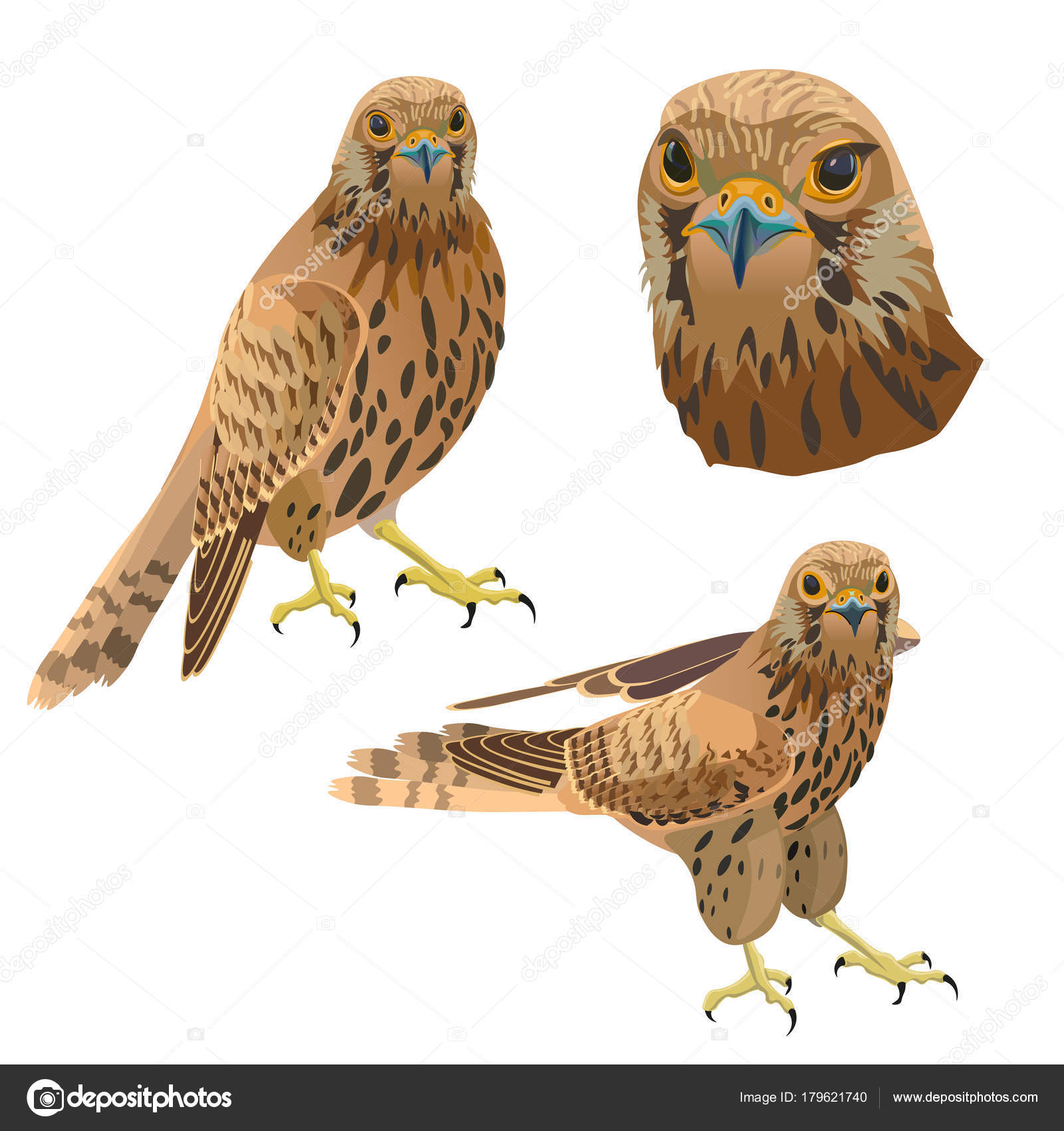 Birds of prey set Stock Vector Image by ©newgena #179621740