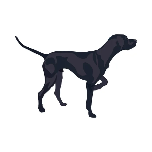 English pointer Vector Art Stock Images | Depositphotos