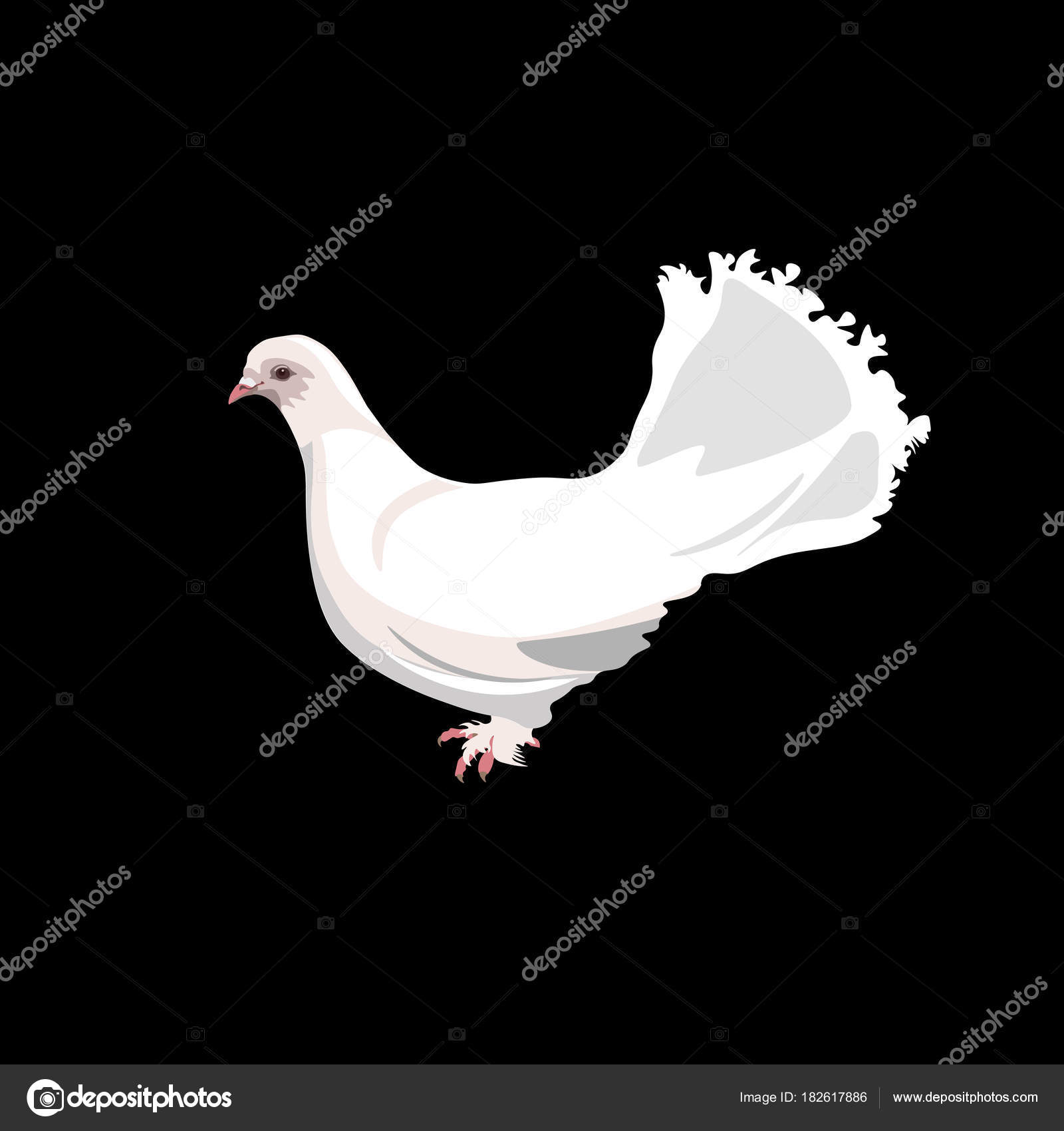White fantail pigeon Stock Vector Image by ©newgena #182617886
