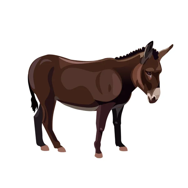 Tired Cartoon Pack Mule