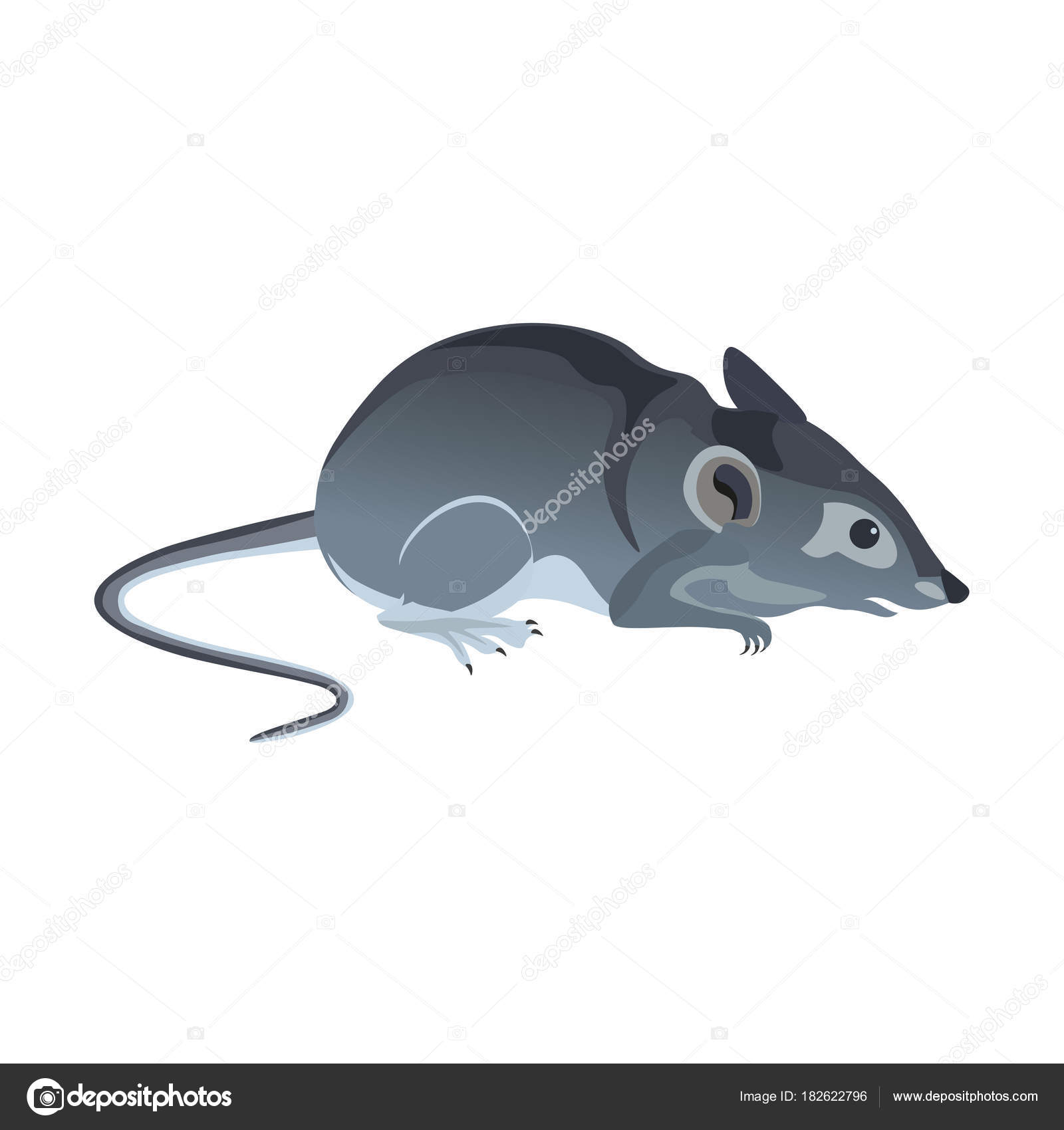 Common house mouse Stock Vector Image by ©newgena #182622796