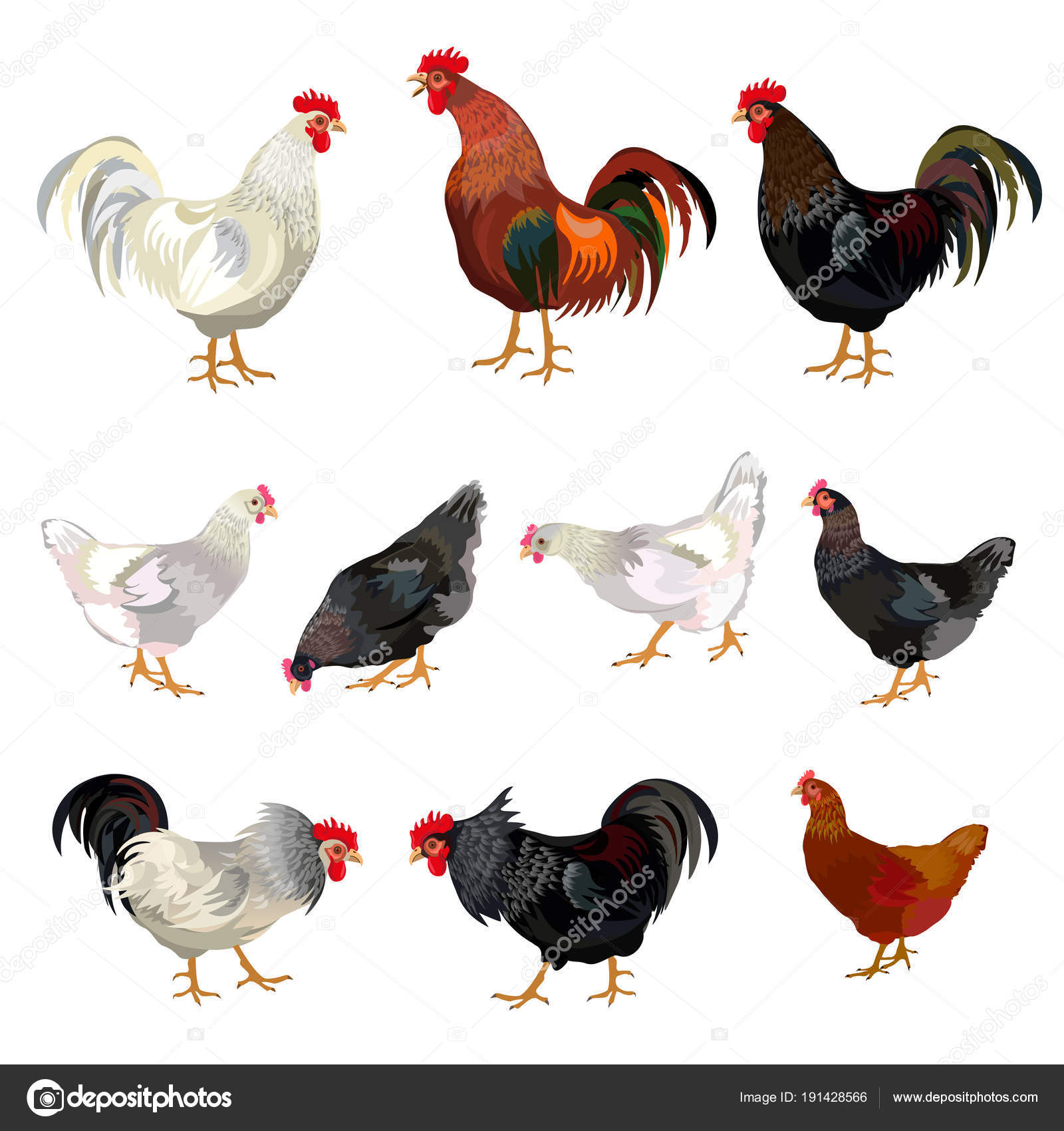 Vector conjunto de pollo Vector de stock #191428566 de ©newgena