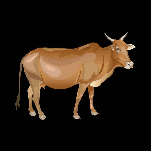 Indian cow Vector Art Stock Images | Depositphotos
