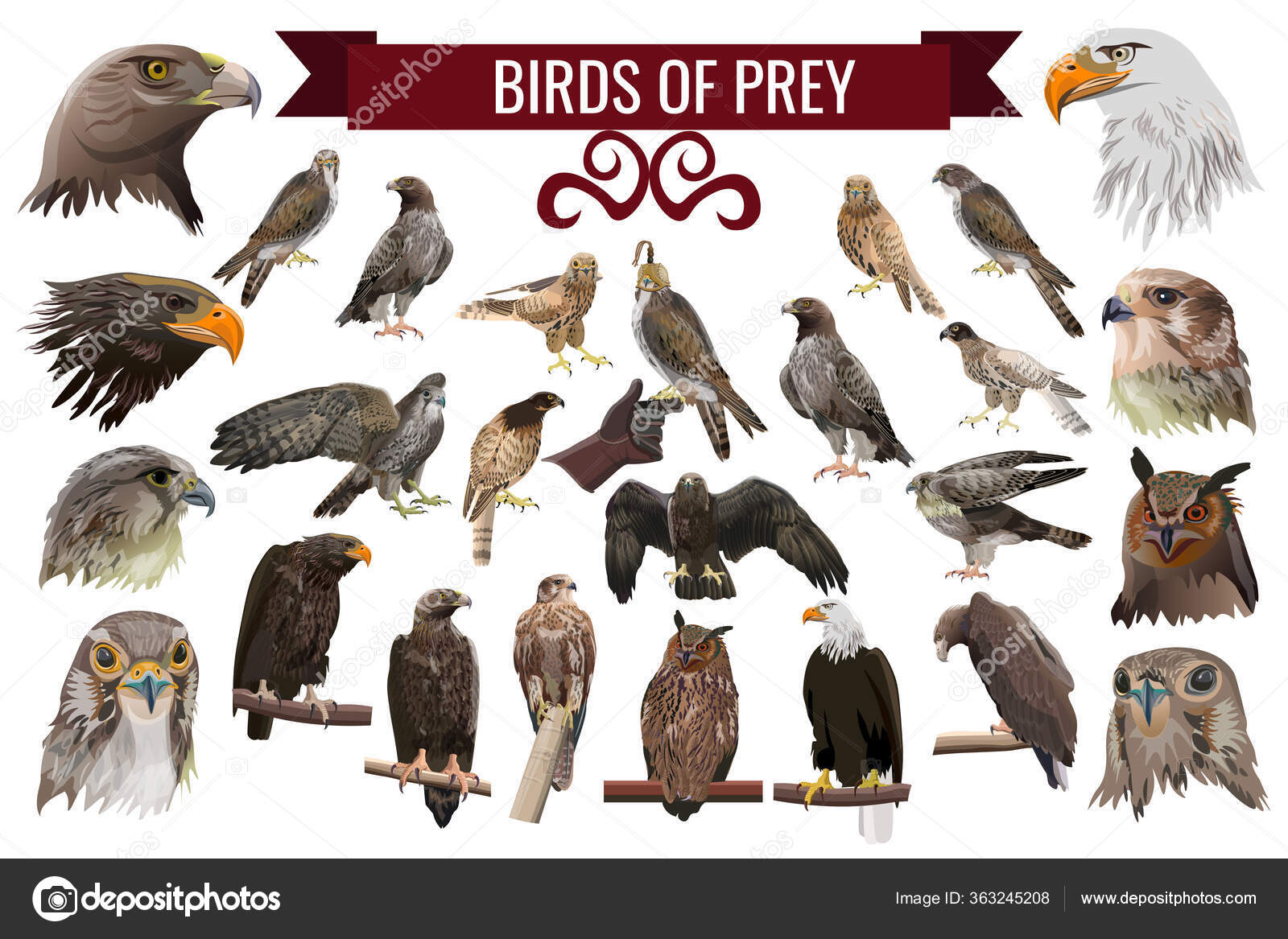 Falcon Vs Eagle Vs Hawk