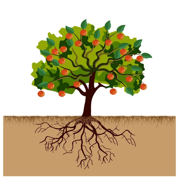 Tree with roots Stock Vector by ©newgena 152981088