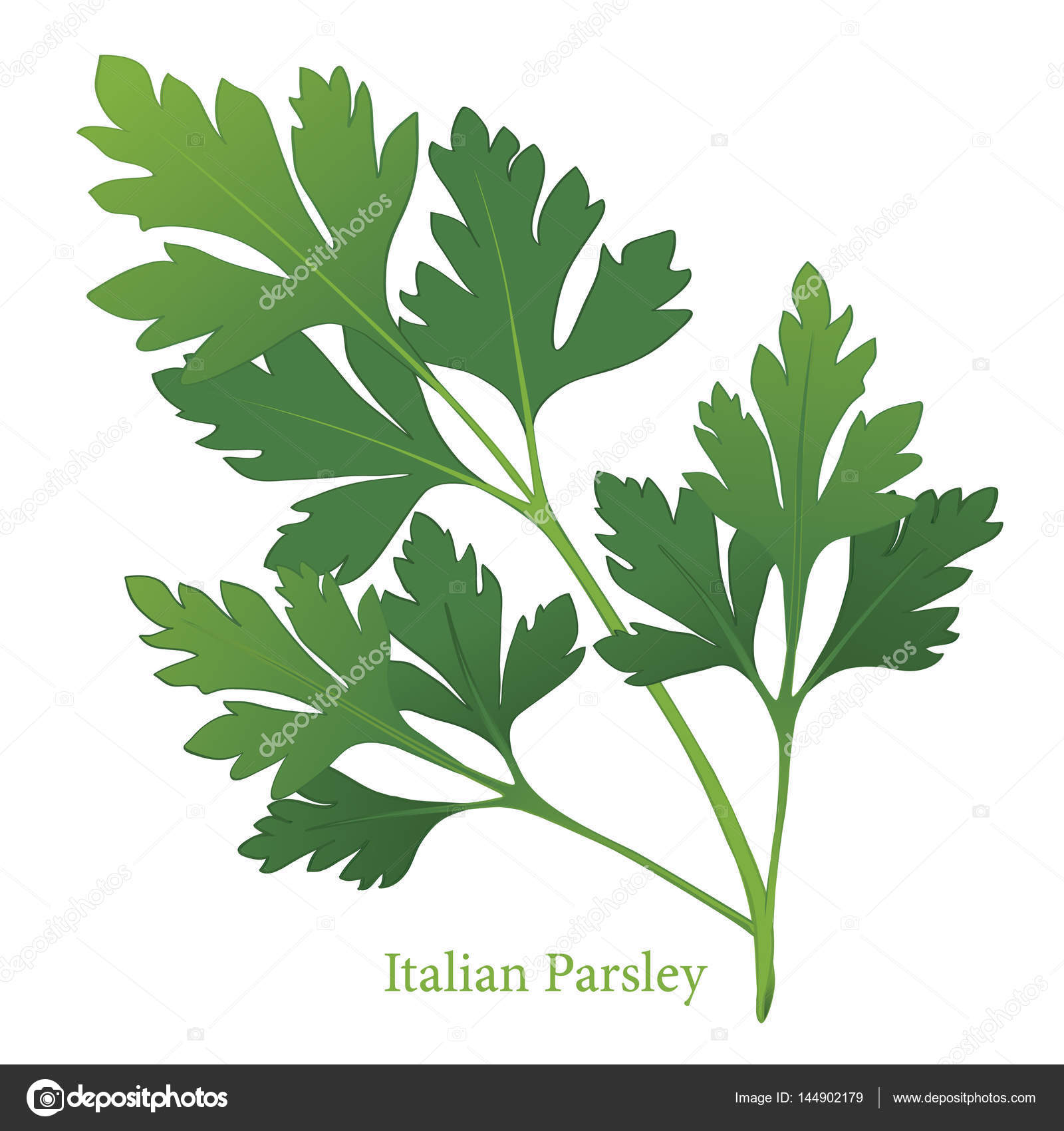Italian Parsley Leaves