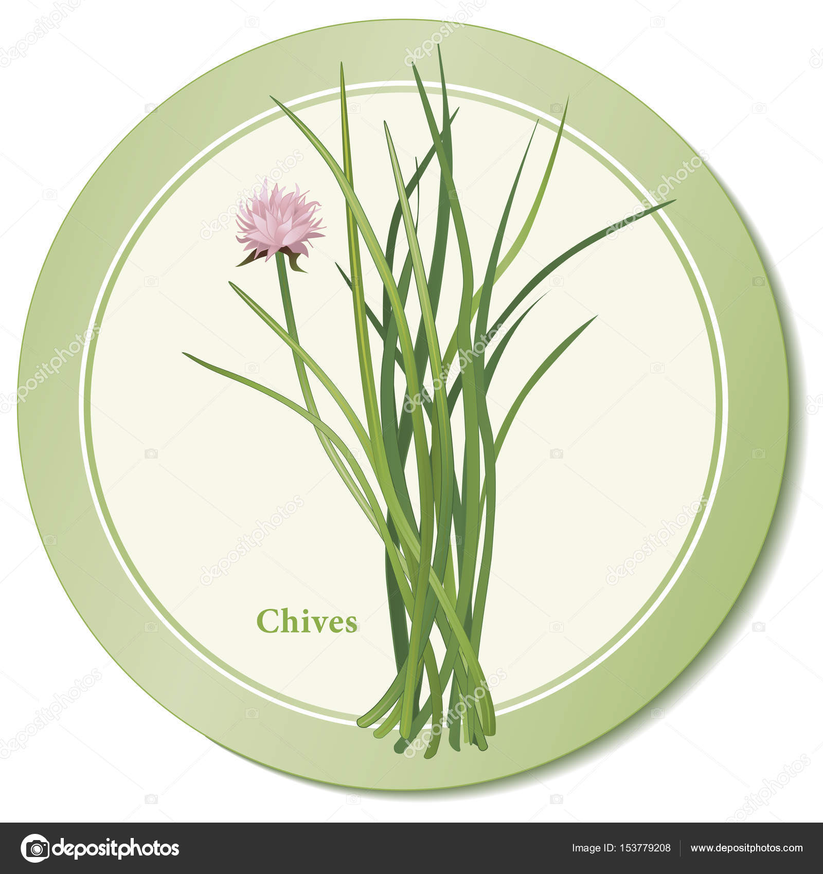 Chives Fresh Herb Icon — Stock Vector © casejustin #153779208