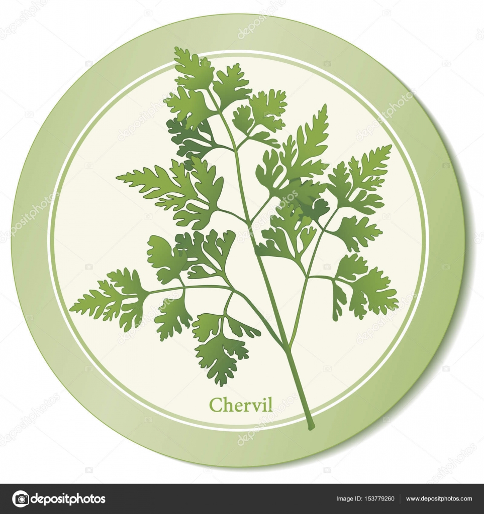 Chervil Fresh Herb Icon — Stock Vector © casejustin #153779260