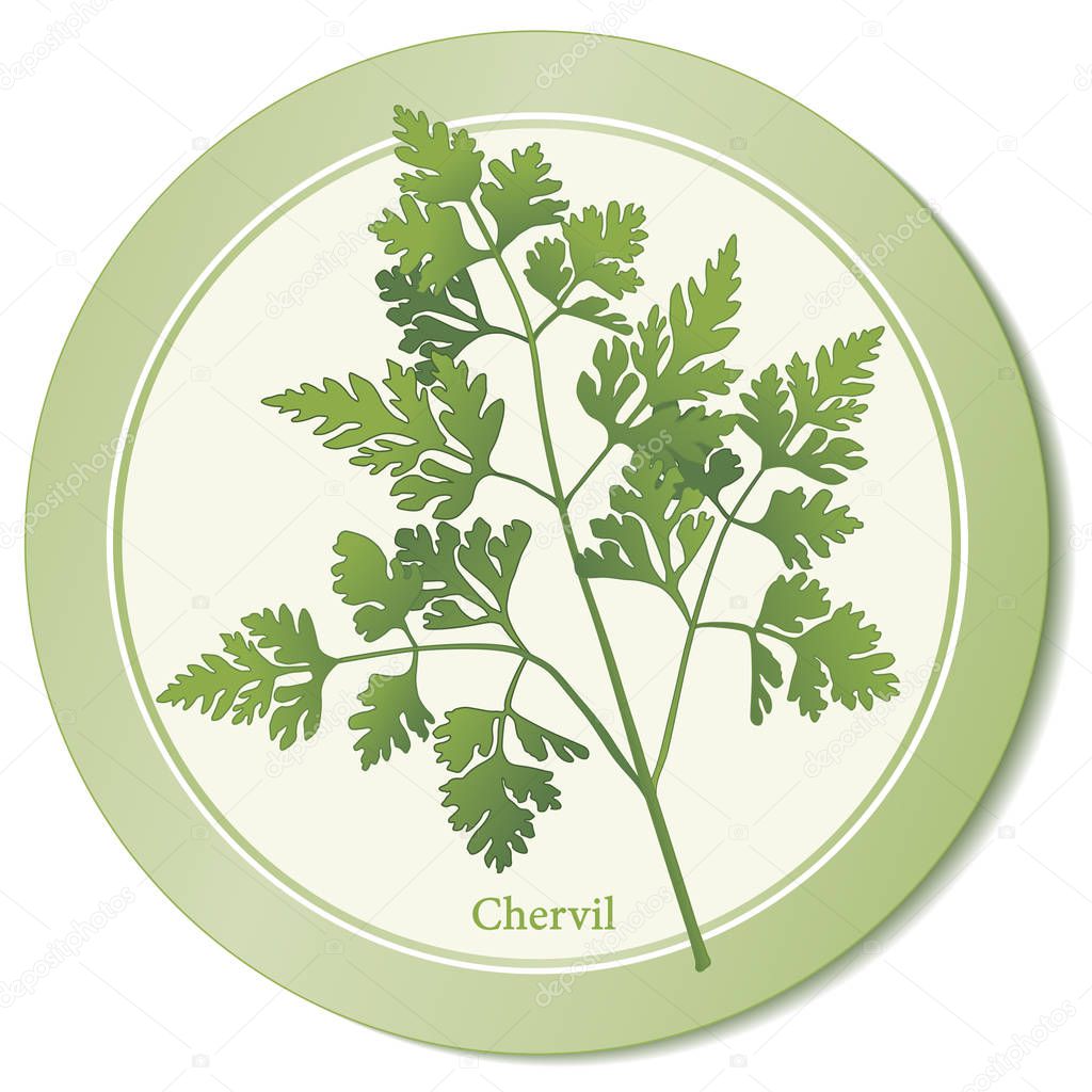 Chervil Fresh Herb Icon — Stock Vector © casejustin #153779260
