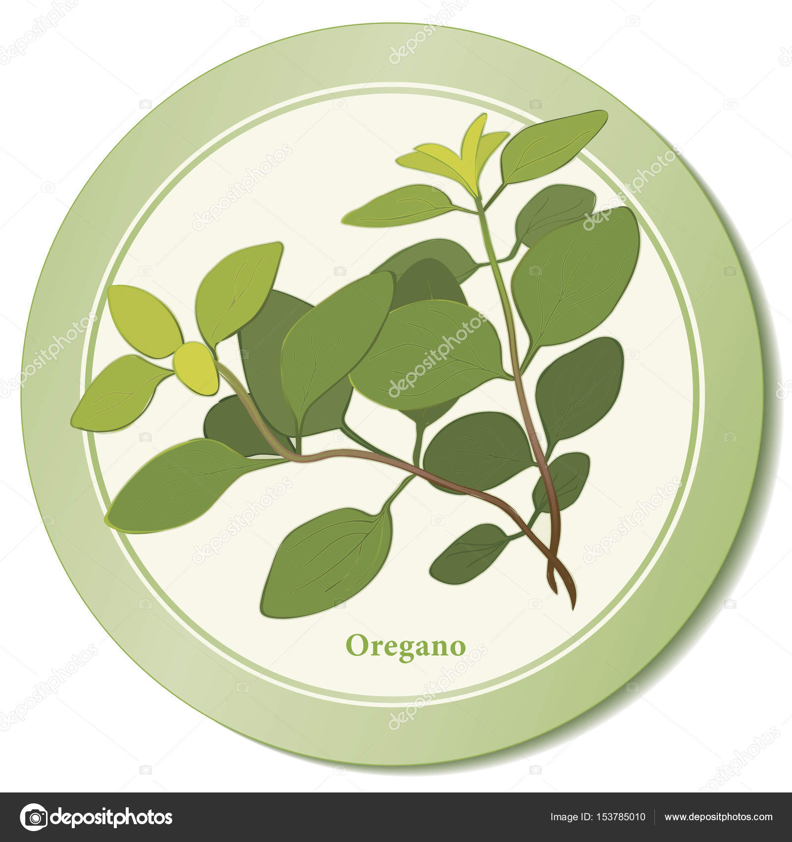 Italian Oregano Fresh Herb Icon — Stock Vector © casejustin #153785010