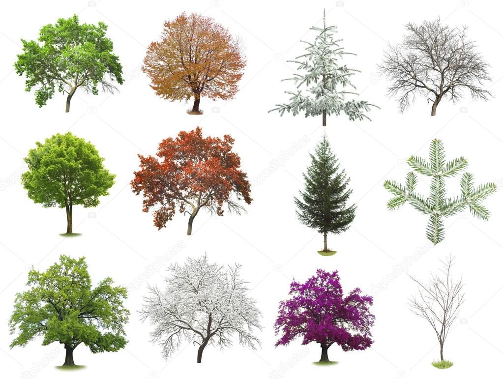 Conjunto de rboles aislados en blanco 2024