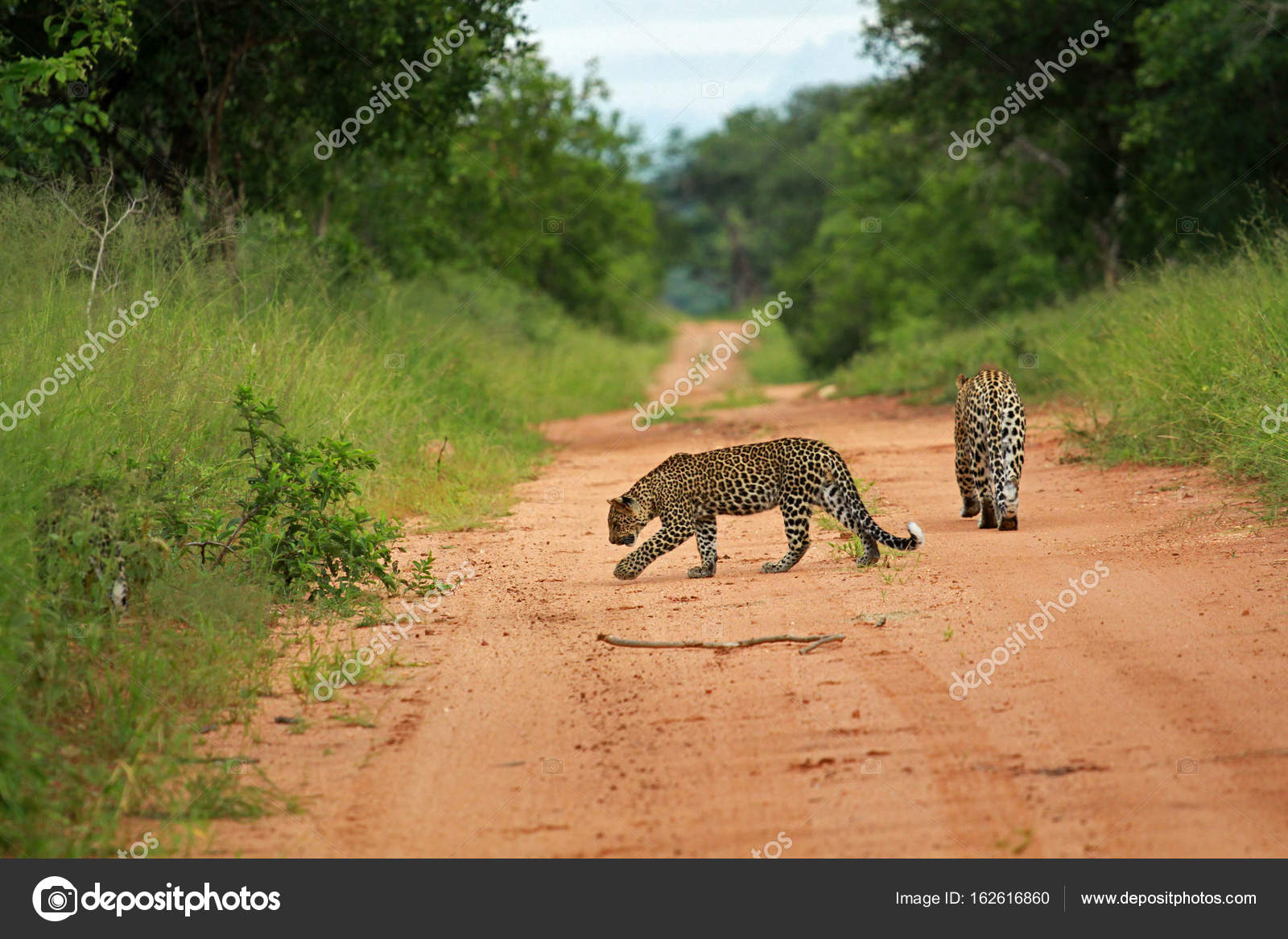 Leopards, Kruger National Park Stock Photo by ©bayazed 162616860 Leopards, Kruger National Park Stock Photo by ©bayazed 162616860