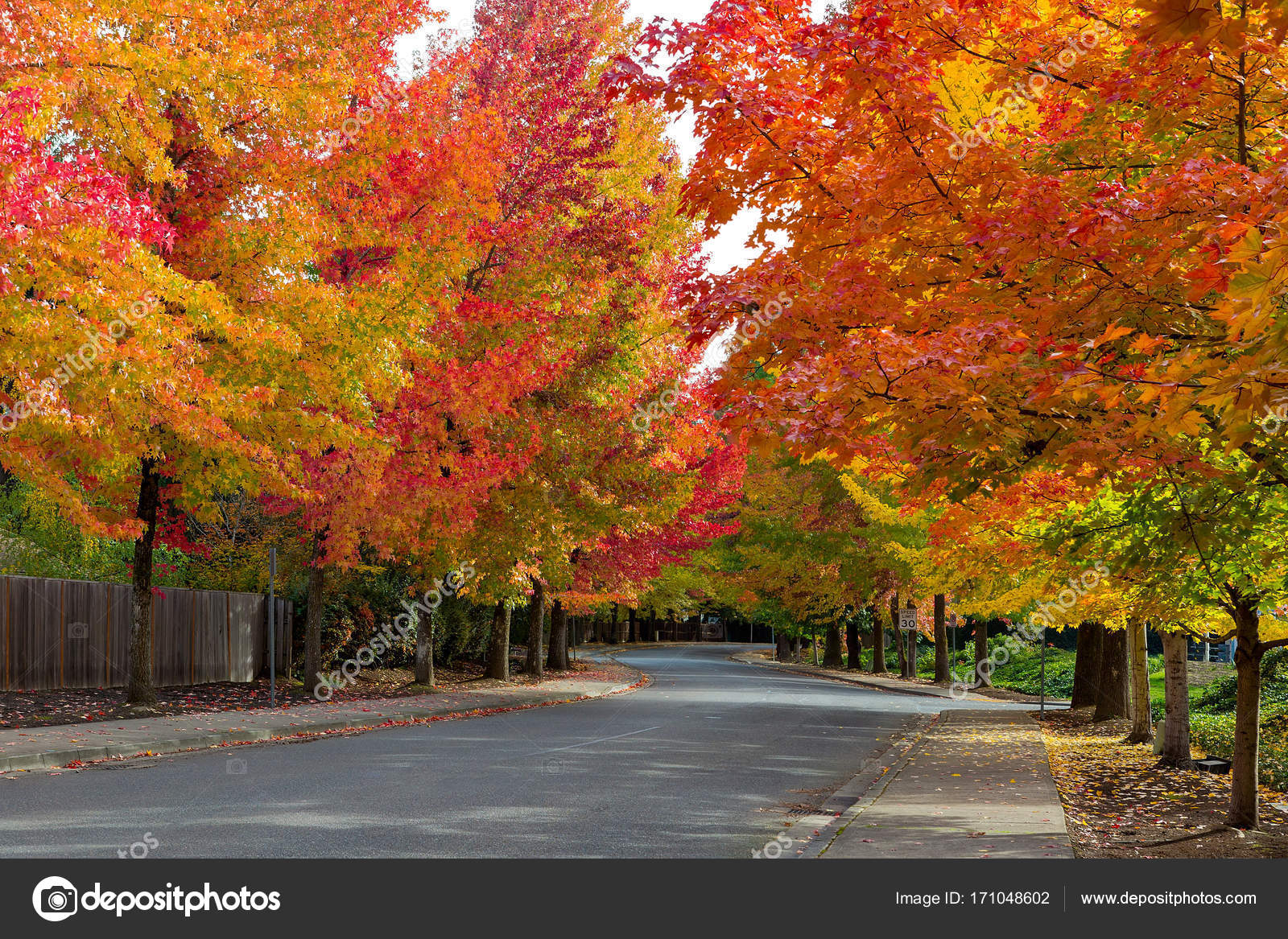 Tree Lined Neighborhoods