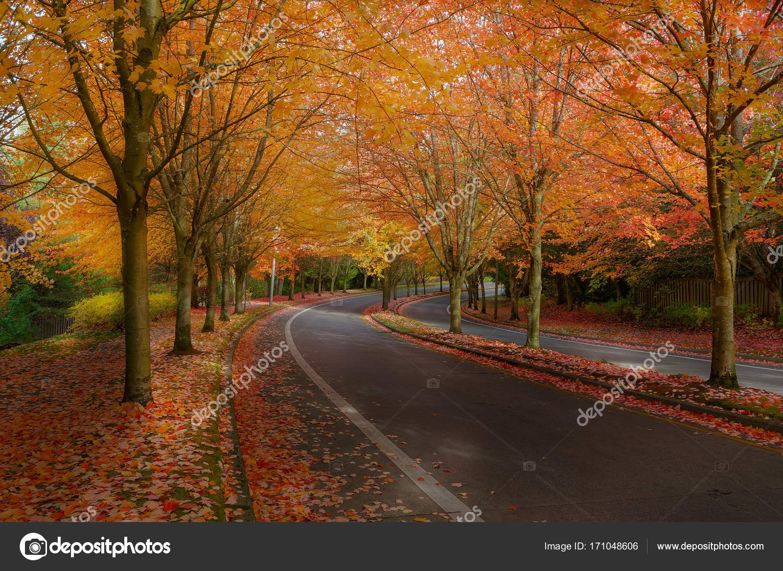 Tree Lined Suburban Street