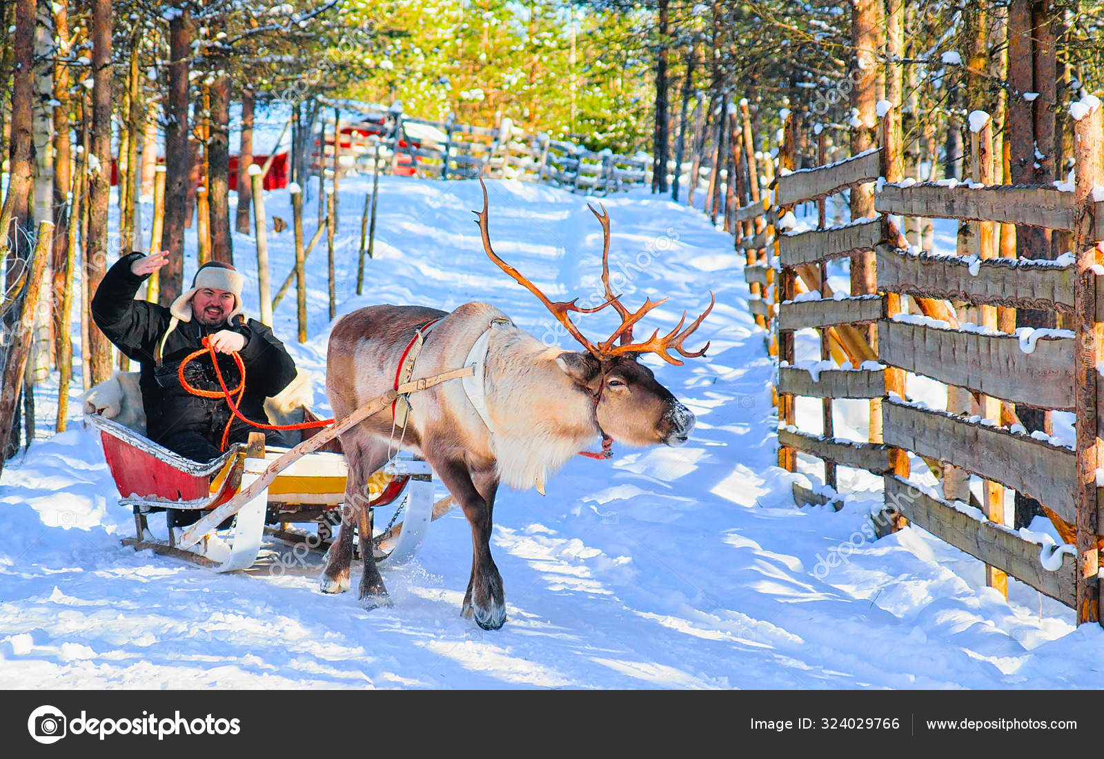 Man riding Reindeer sled in winter Rovaniemi reflex — Stock Photo © erix2005 #324029766