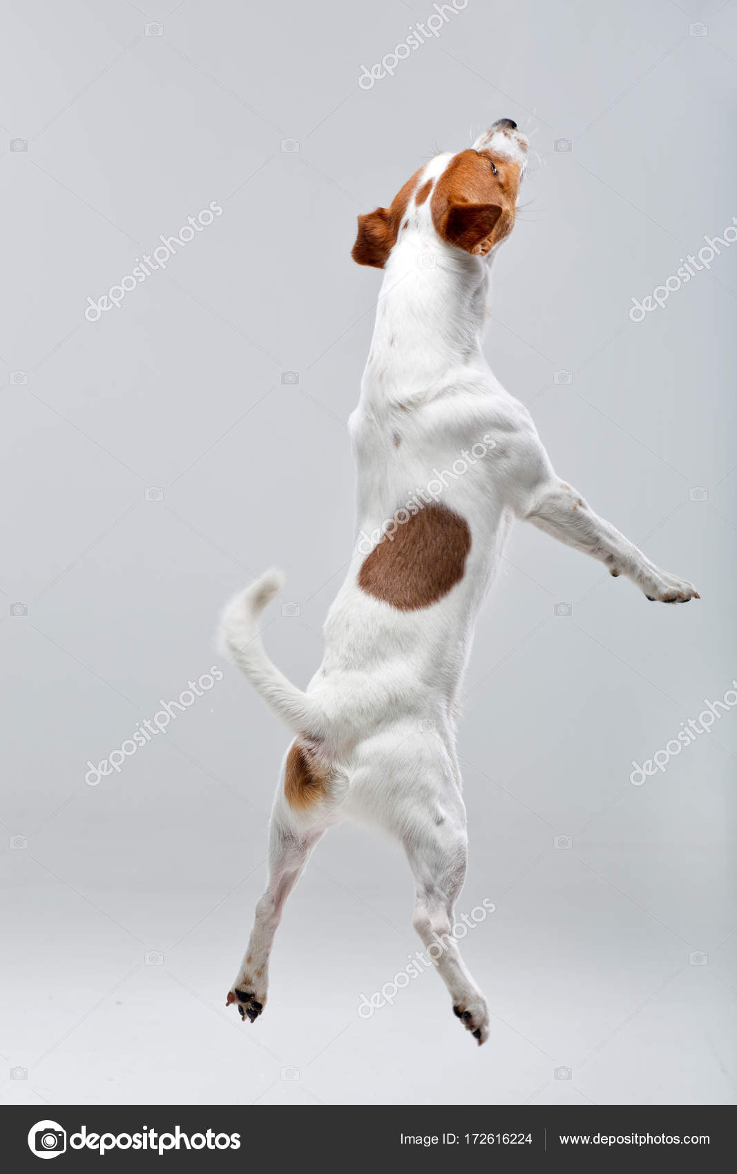 Jumping Jack Russell Terrier 410+ Jumping Jack Russell Stock Photos,