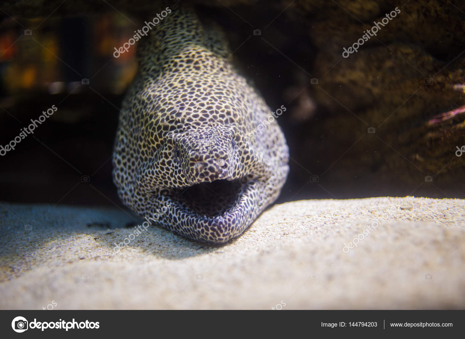 Honeycomb moray eel laying in its cave — Stock Photo © dewald ...