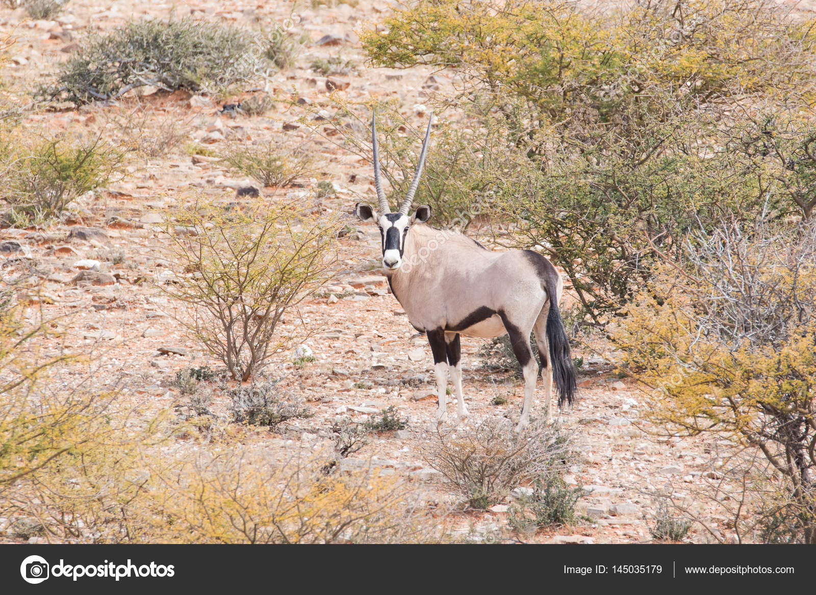 Springbuck in a nature reserve in South Africa Stock Photo by ©dewald ...