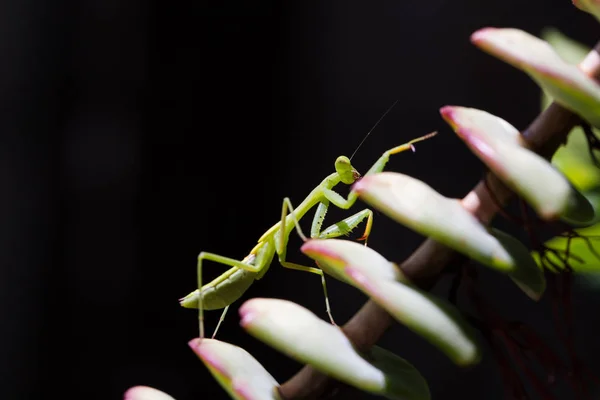 Beautiful mantis Stock Photos, Royalty Free Beautiful mantis Images ...
