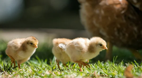 Baby chicks Stock Photos, Royalty Free Baby chicks Images | Depositphotos
