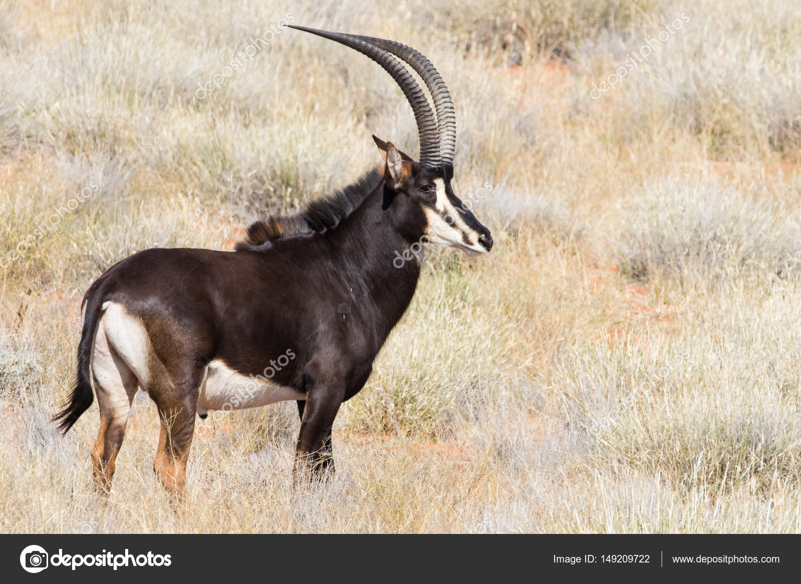 Sable antelope on a farm in South Africa — Stock Photo © dewald ...