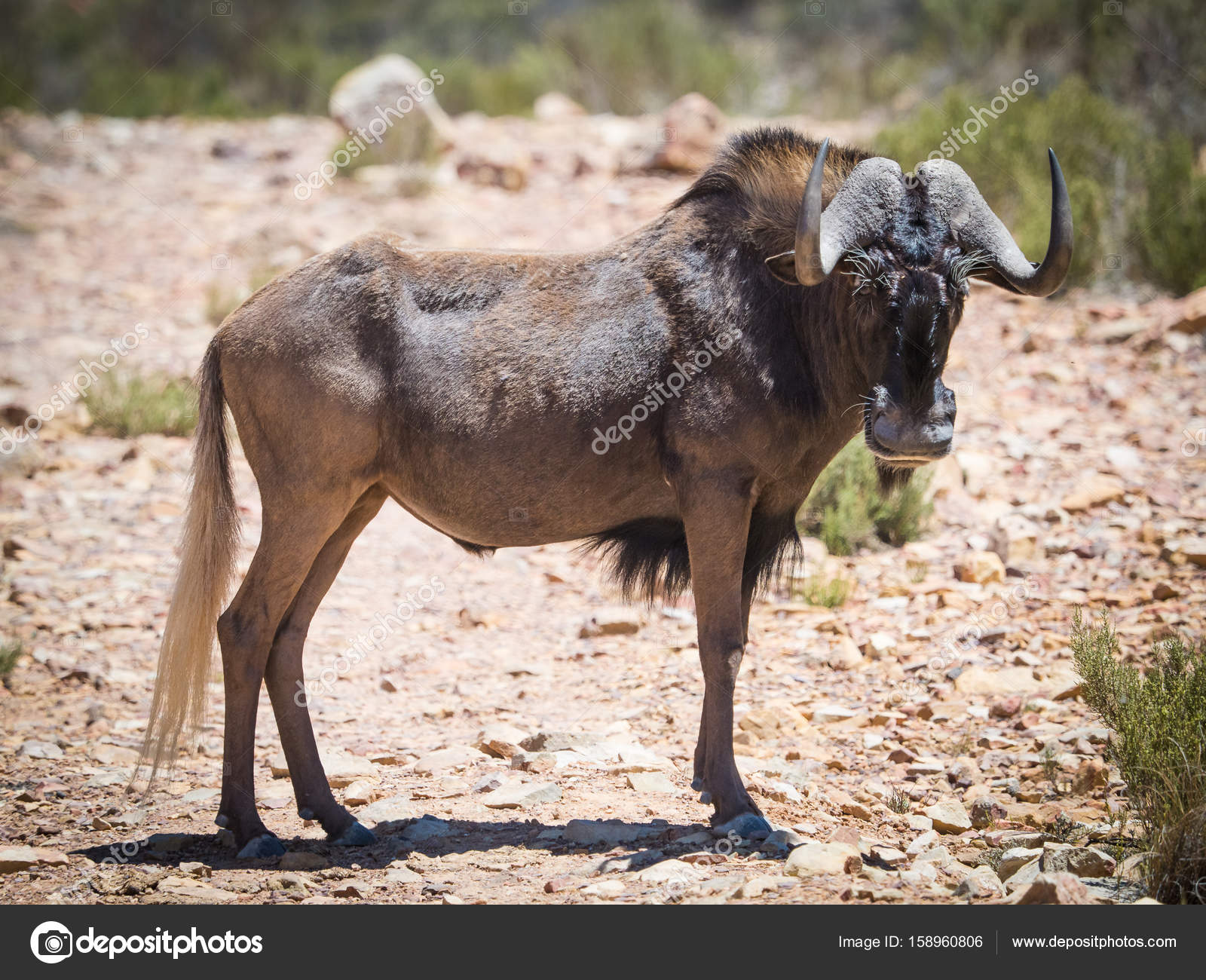 Black Wildebeest standing in a protected nature reserve in south ...