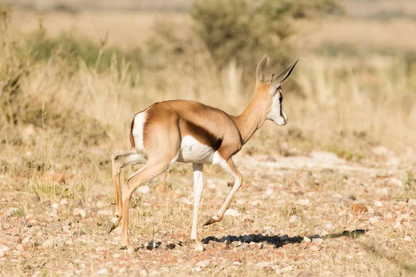Female blackbuck Stock Photos, Royalty Free Female blackbuck Images ...