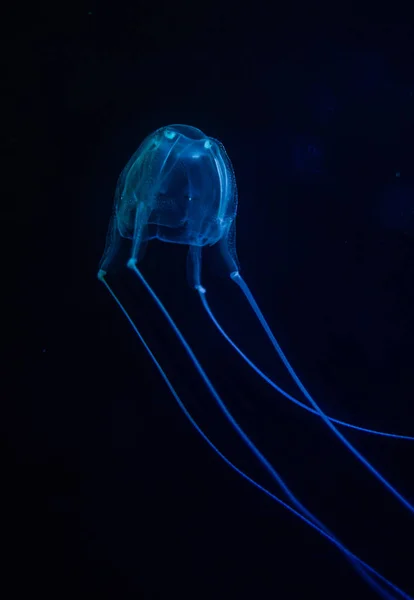 Box Jellyfish Aquarium