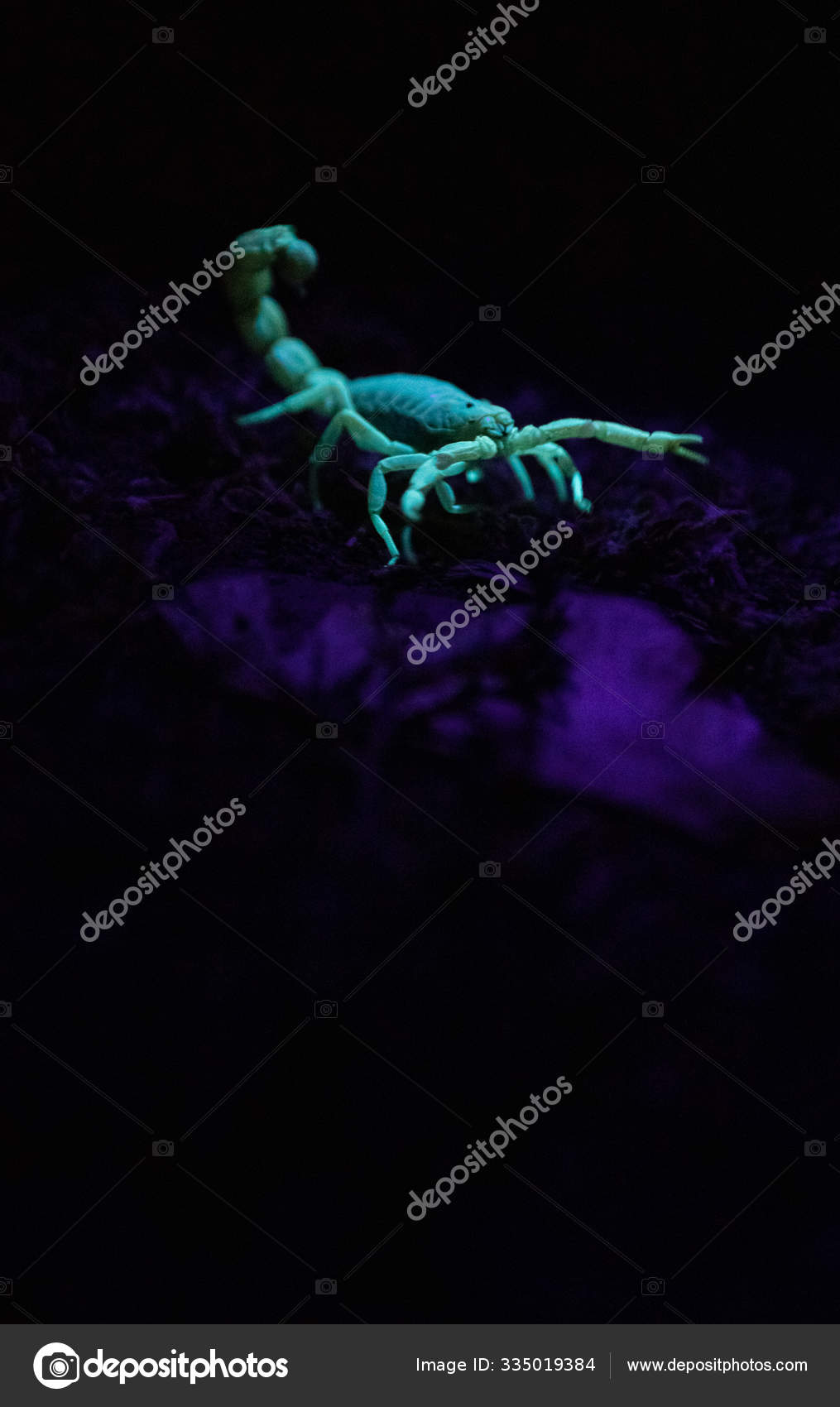 Close Image Poisonous Scorpion Glowing Light Night — Stock Photo ...