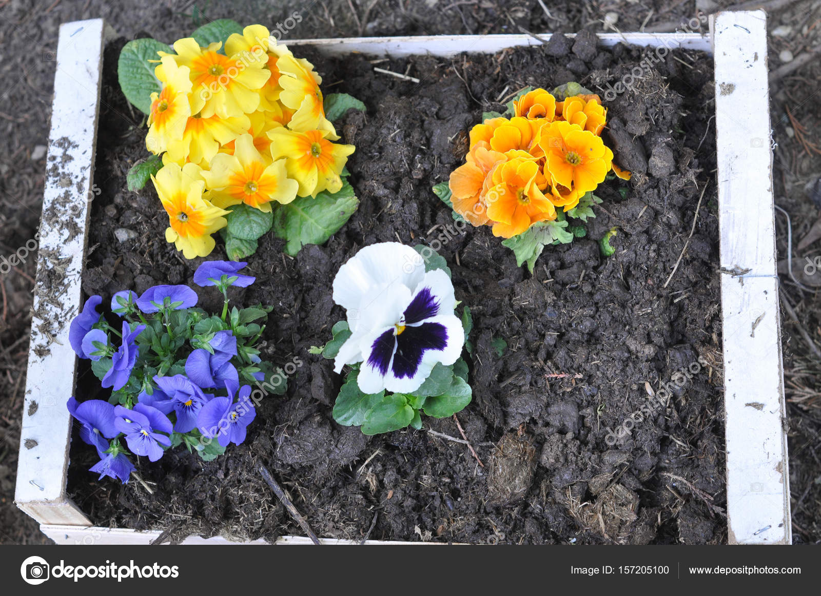 Violet Yellow Primroses Aka Primula Vulgaris Flower Stock Photo by ...