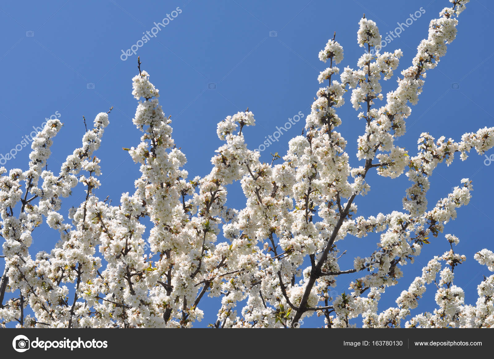 Cherry Aka Prunus Tree Flower Bloom Blossom — Stock Photo © scrisman ...