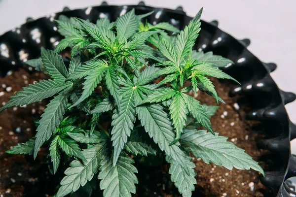 Marijuana plants Stock Photos, Royalty Free Marijuana plants Images ...