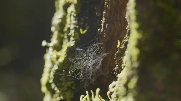 Network nature Stock Photos, Royalty Free Network nature Images ...