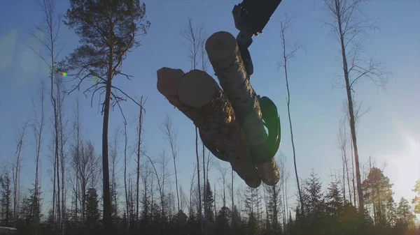 Preparation for planting trees. The cutting of trees with a bulldozer ...
