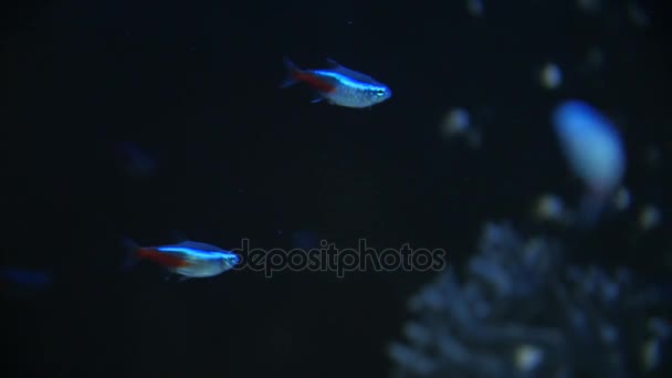 Swarm of Neon Tetra Paracheirodon in nesi freshwater fish. Fish in the ...