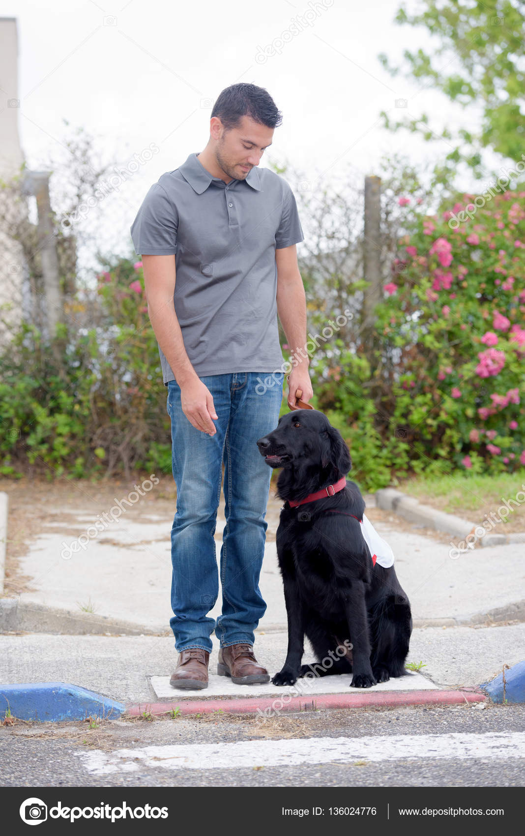 Man walking dog and trainer Stock Photo by ©photography33 136024776