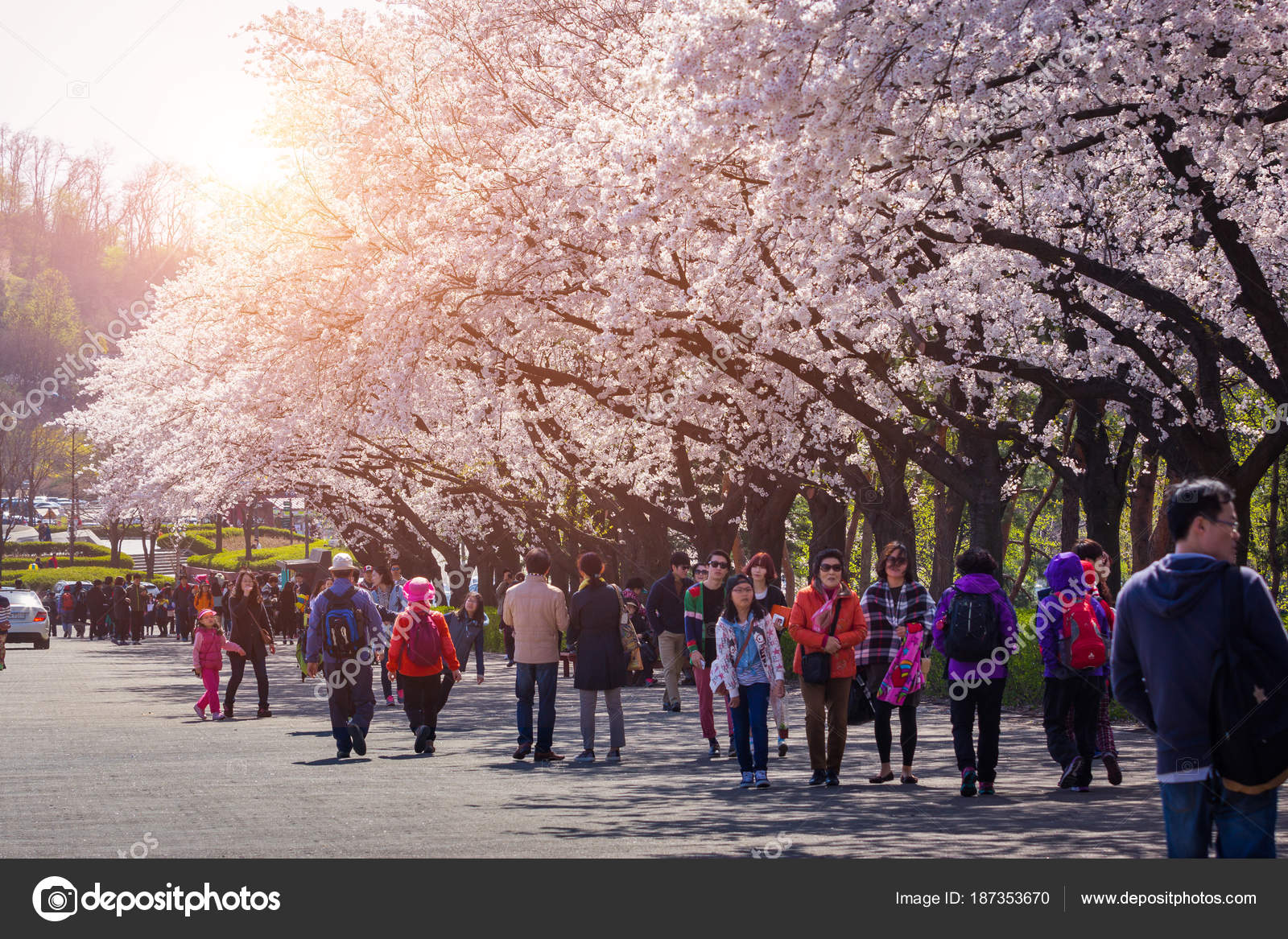 Cherry Blossom Festival in spring, Seoul Land south korea. — Stock ...