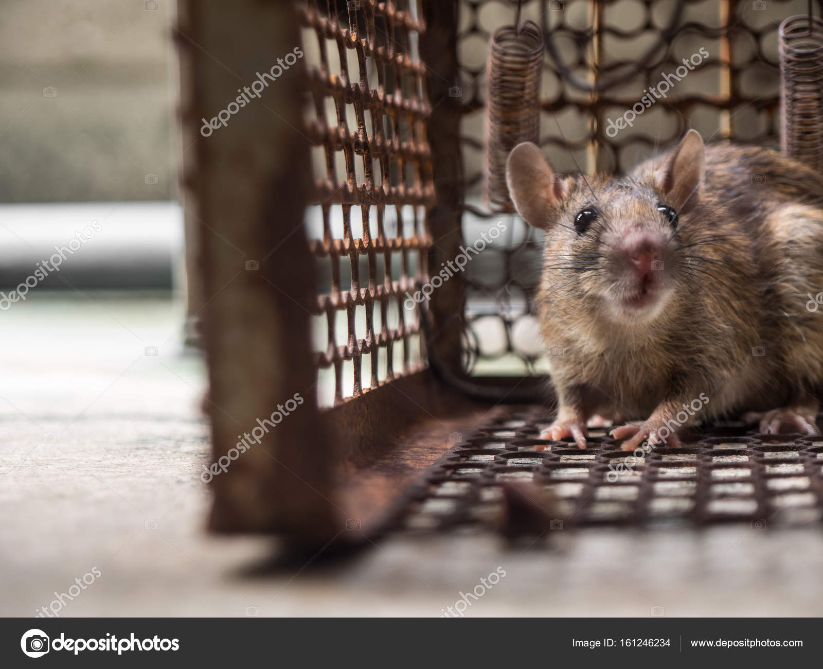 Diseases From Rats To Humans