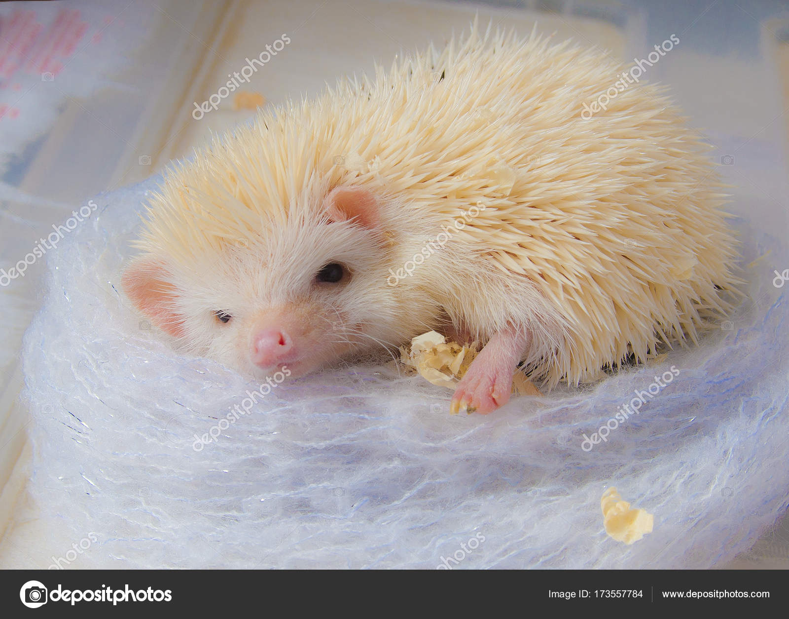 Friendly wild animal Hedgehog — Stock Photo © Zarganka #173557784