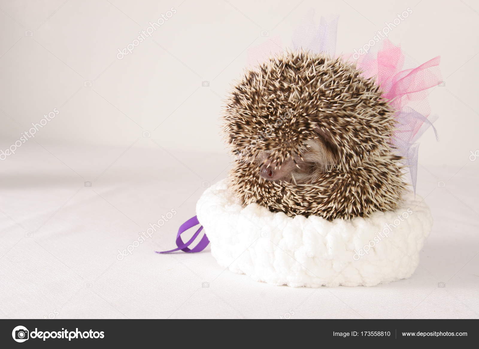 Friendly wild animal Hedgehog — Stock Photo © Zarganka #173558810