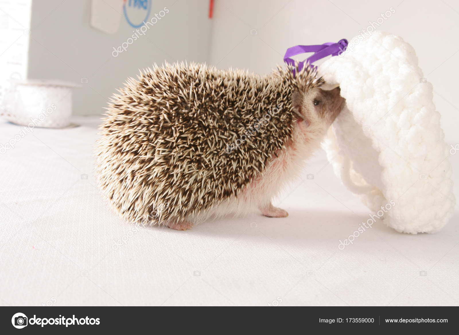 Friendly wild animal Hedgehog — Stock Photo © Zarganka #173559000