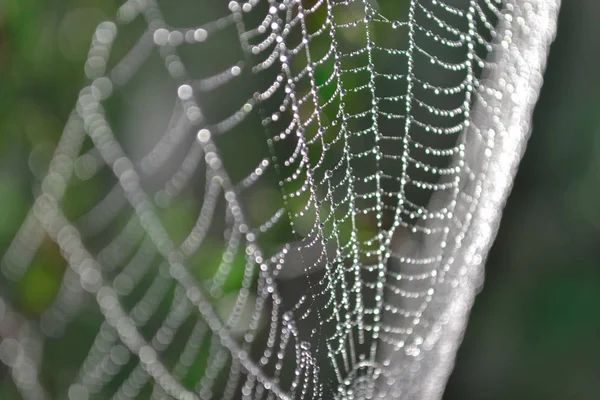 Cobweb — Stock Photo © scaners3d #2210831