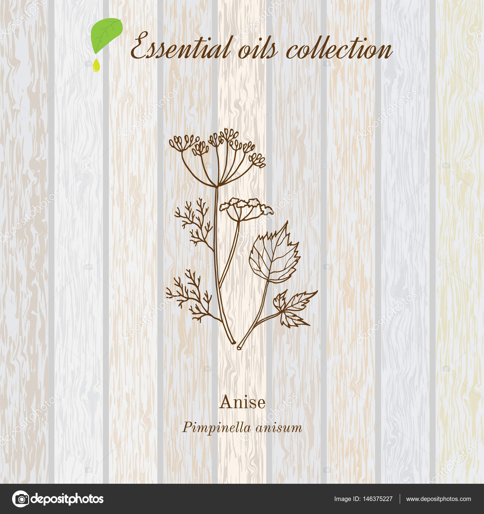 Anise, etiqueta de aceite esencial, planta aromática Vector de stock ...