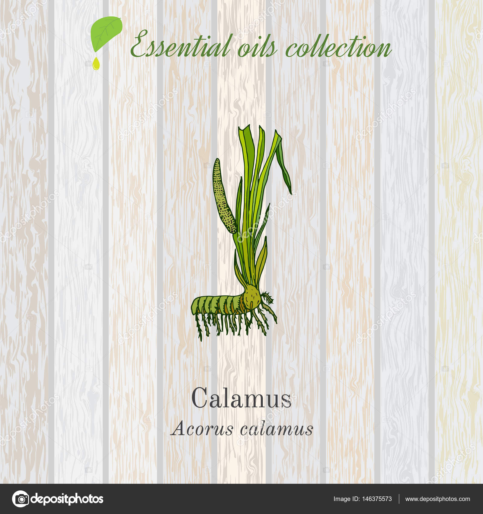 Calamus, essential oil label, aromatic plant. Stock Vector by ©Foxyliam ...