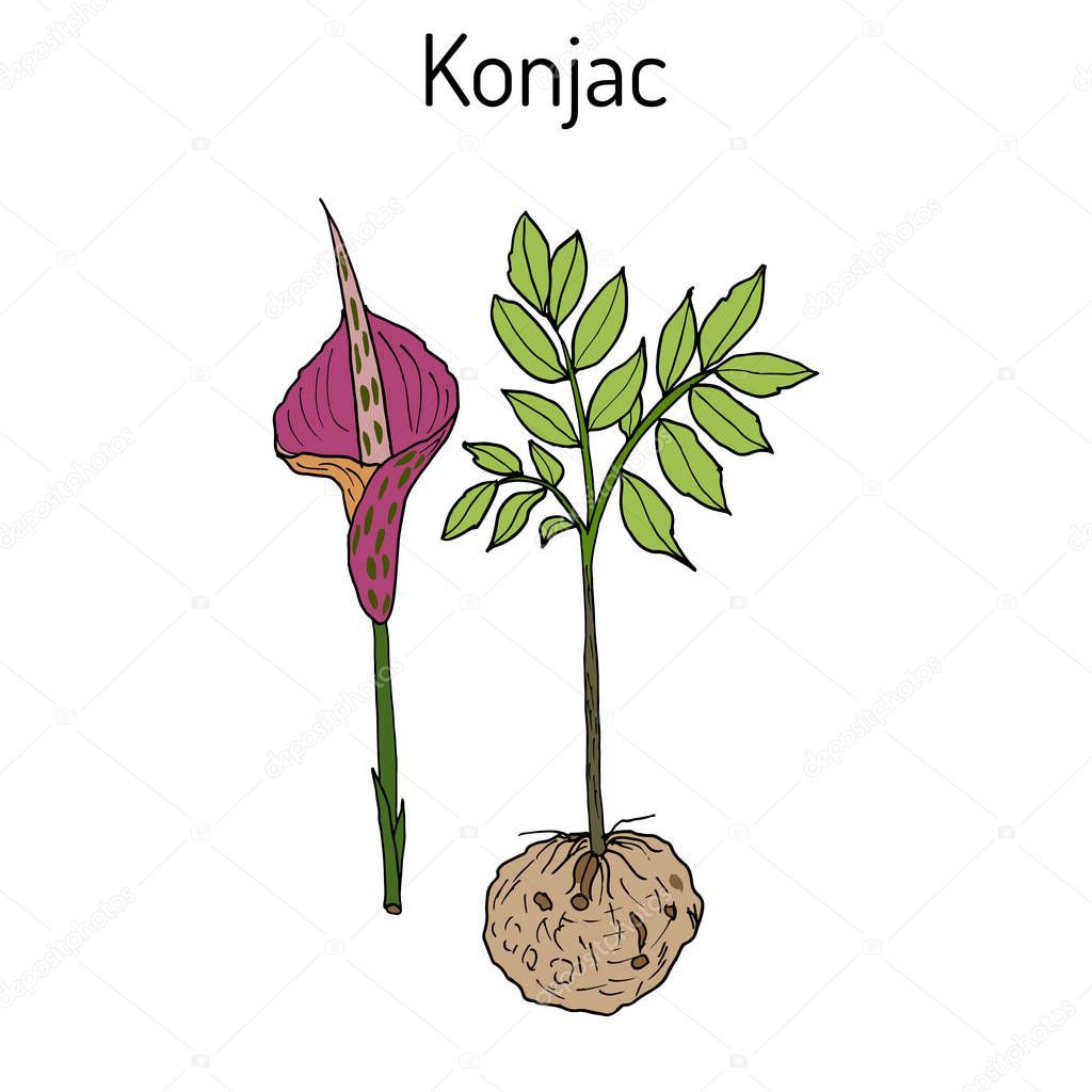 Elefante ñame o planta de Konjac, konnyaku papa, lengua del diablo ...