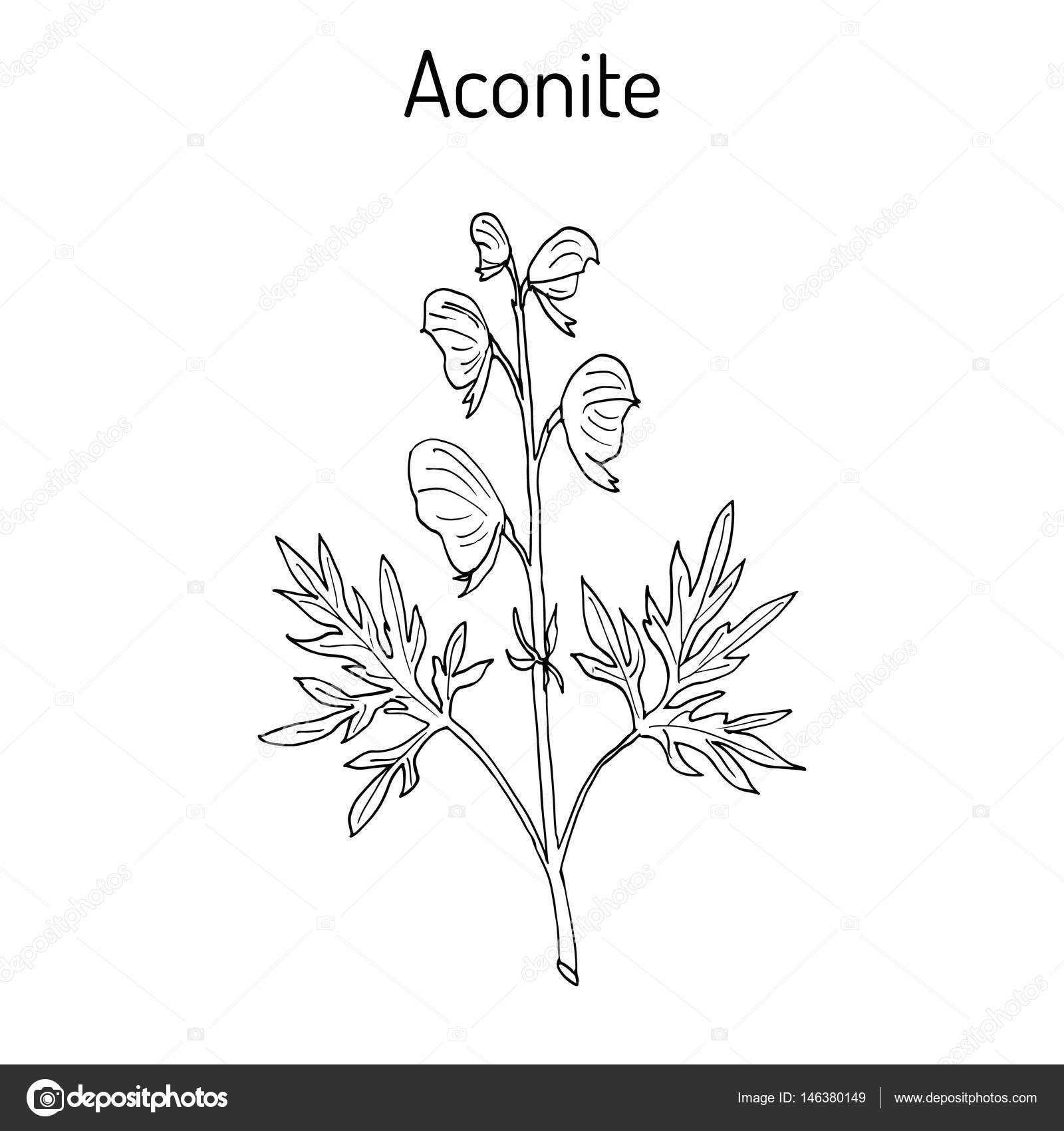Aconite Aconitum napellus , flowering plant Stock Vector by ©Foxyliam ...