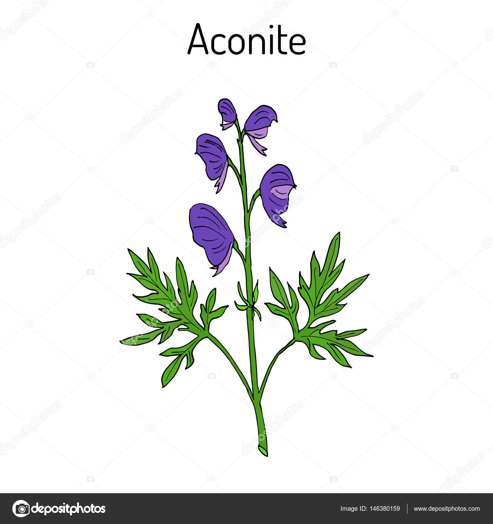 Aconite Aconitum napellus , flowering plant Stock Vector Image by ...
