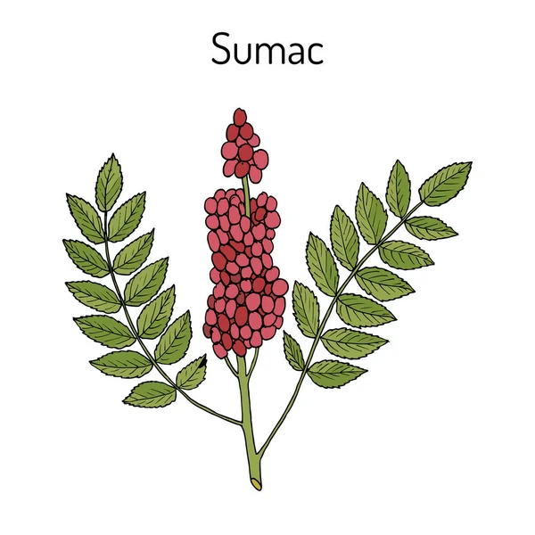110 Sumac Vector Images | Depositphotos