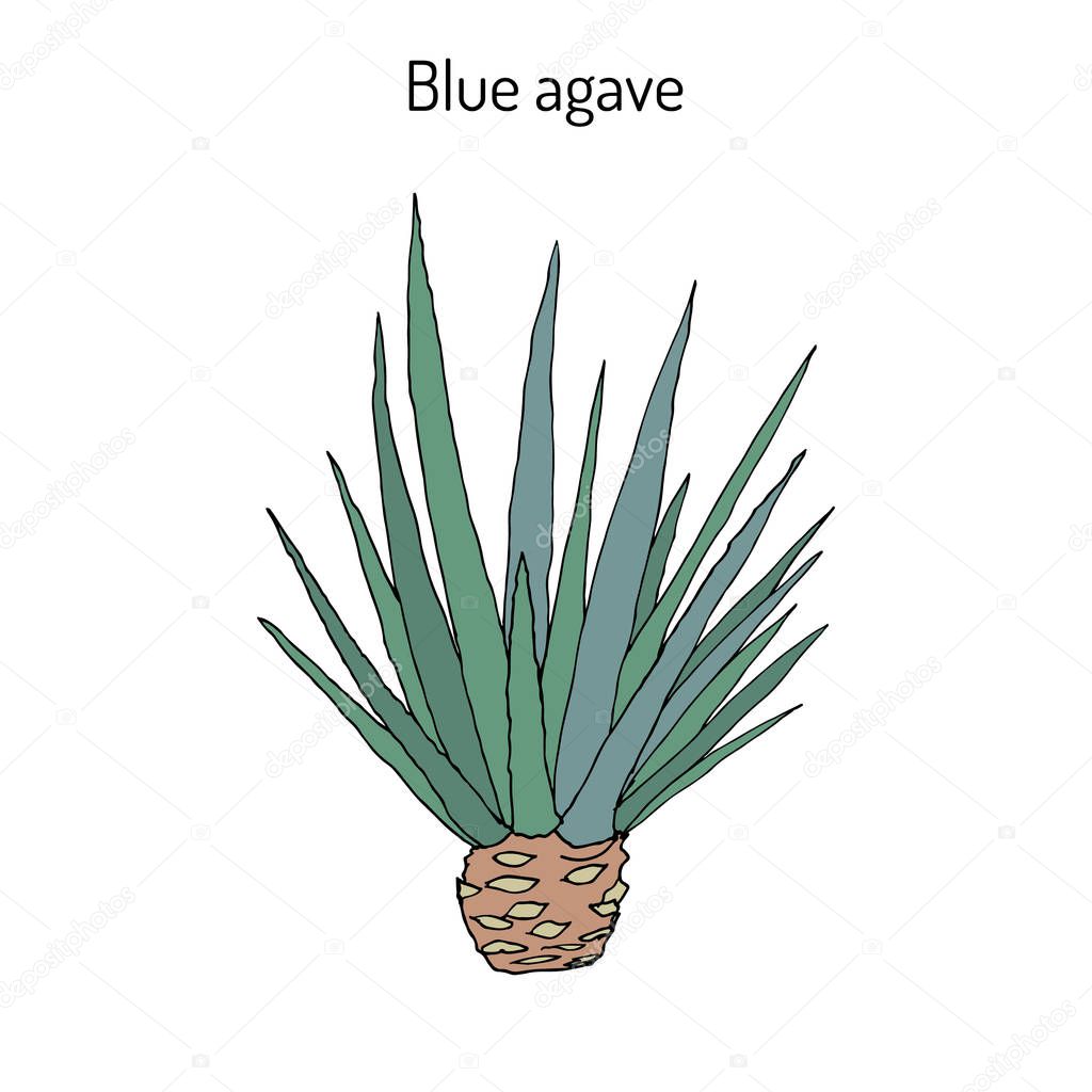 Agave azul Agave tequilana. Dibujado a mano 2022